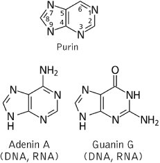Purinbasen - Kompaktlexikon der Biologie
